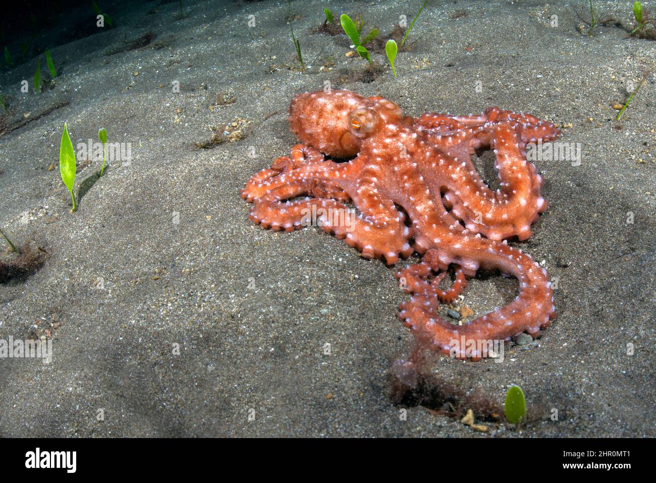 White spotted octopus (Octopus macropus) on bottom. Marine ...