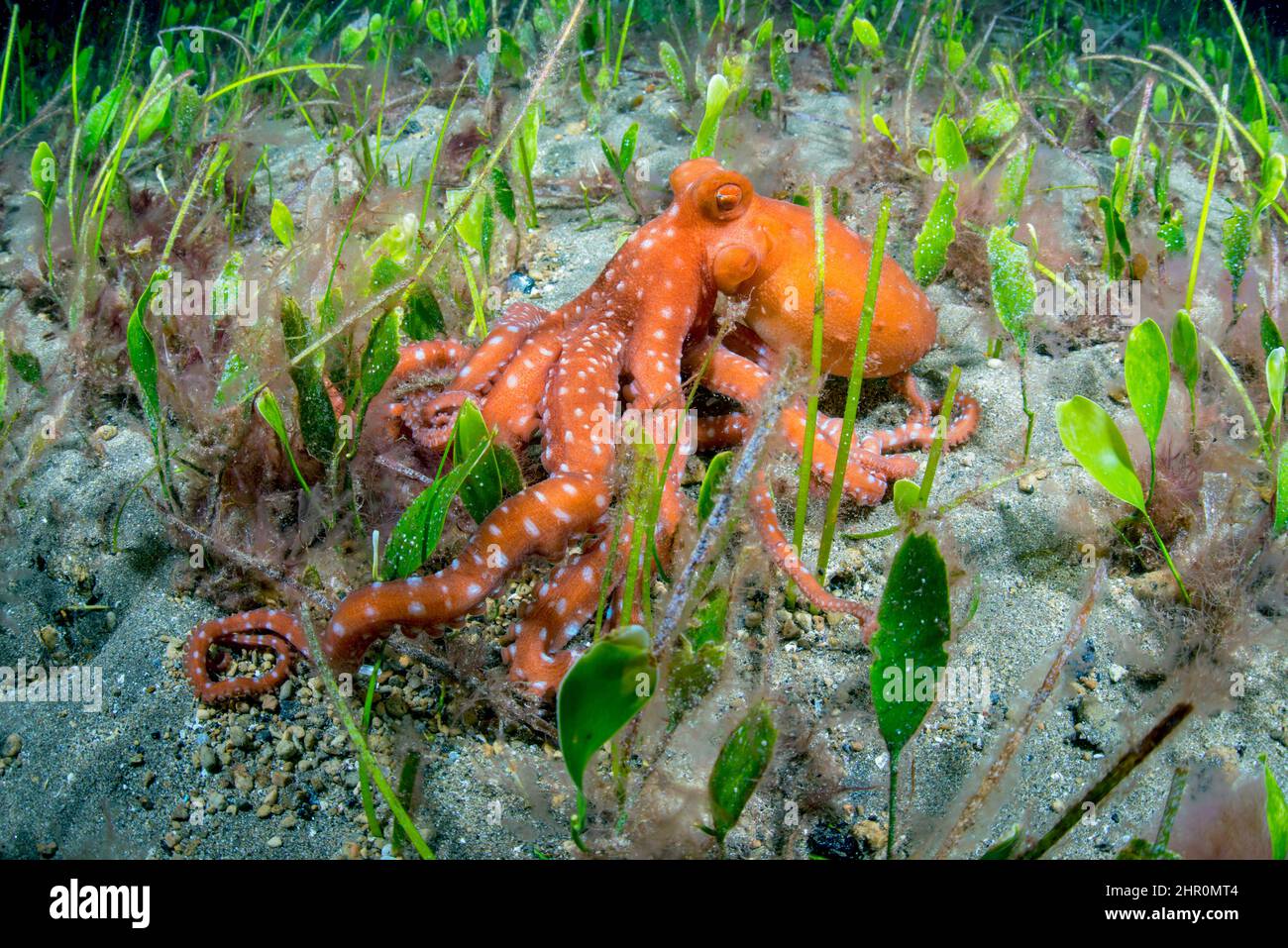 White spotted octopus (Octopus macropus) on seagrass. Marine ...