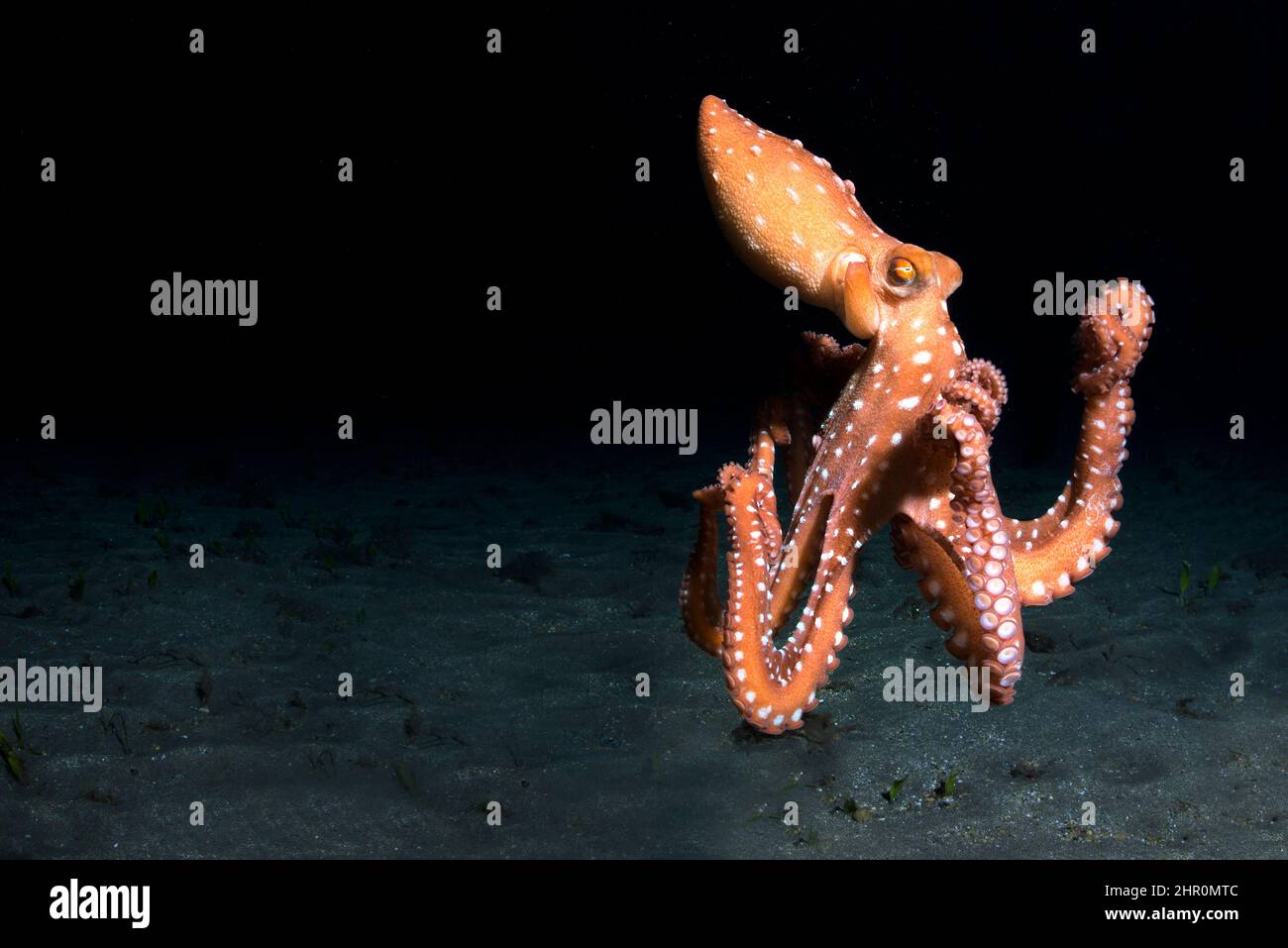 Octopus under sea grass hi-res stock photography and images - Alamy