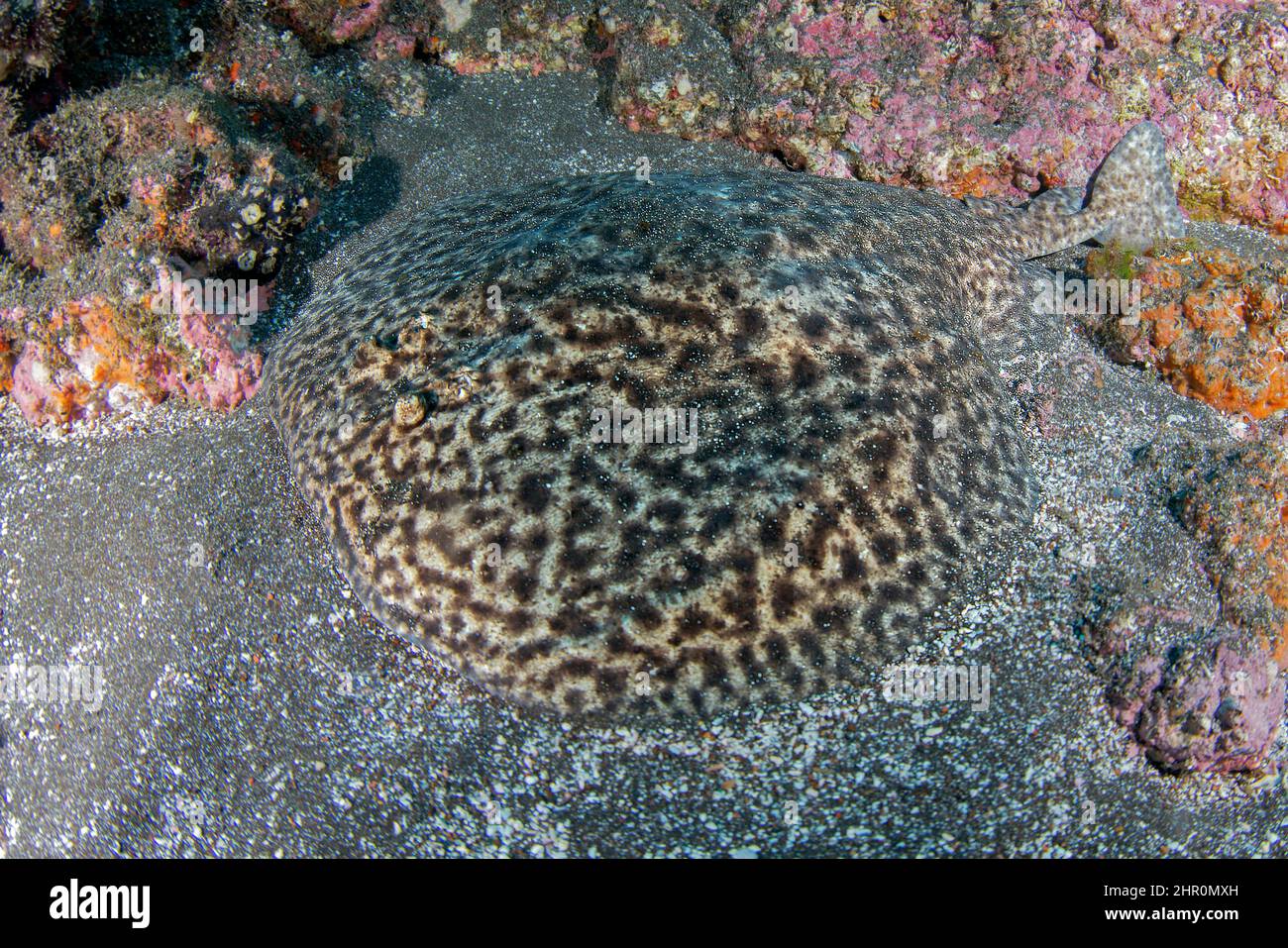 Electric rays, torpedo rays (Torpedo marmorata). Fish of the Canary ...