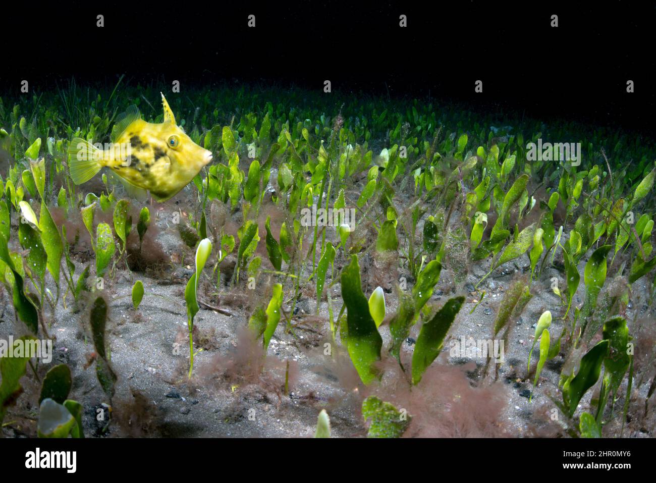 Planehead filfish (Stephanolepis hispidus) feeding in a Caulerpa meadow ...