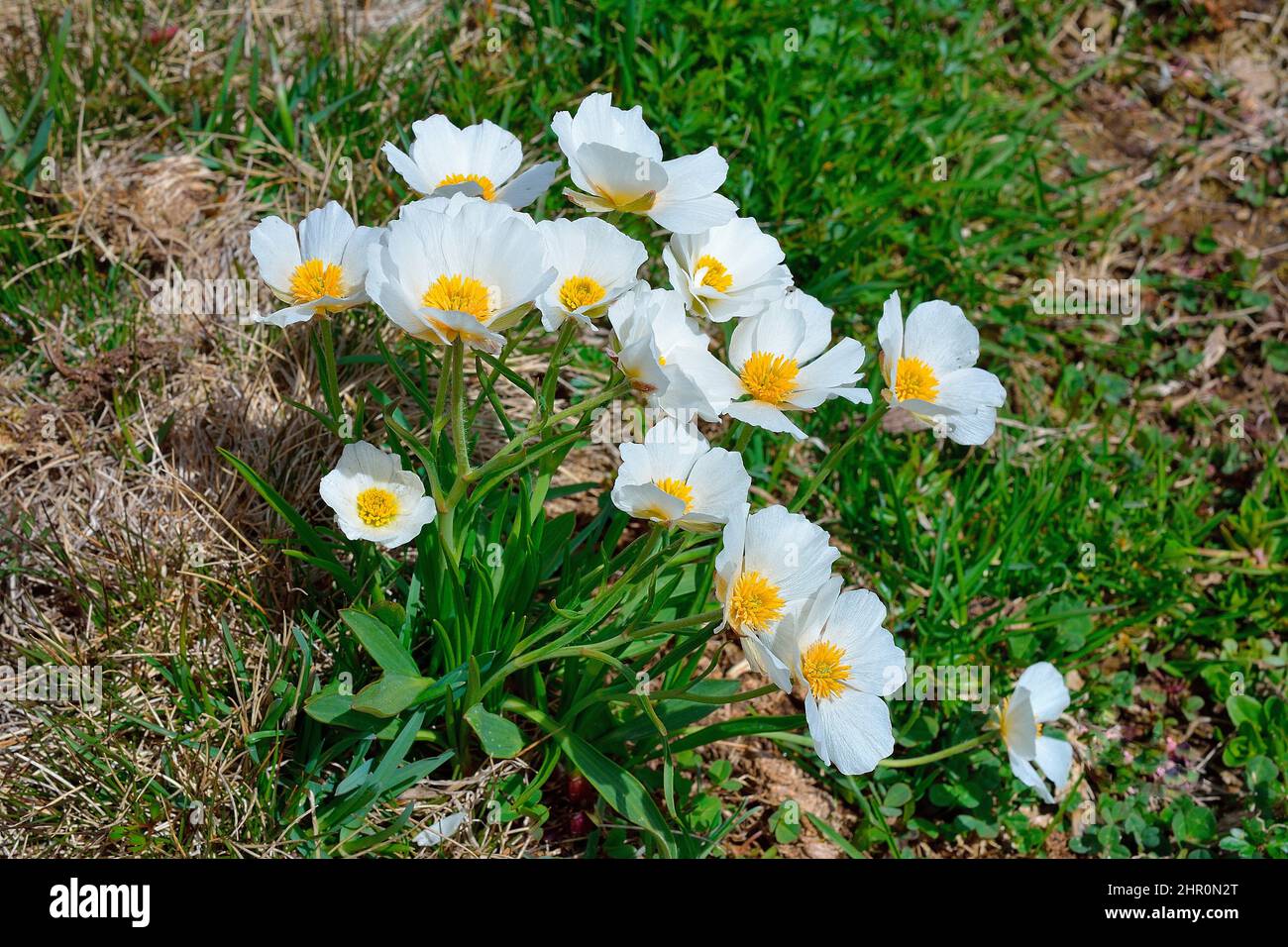 Pyrenean Buttercup (Ranunculus pyrenaeus), Habitat: Subalpine ...