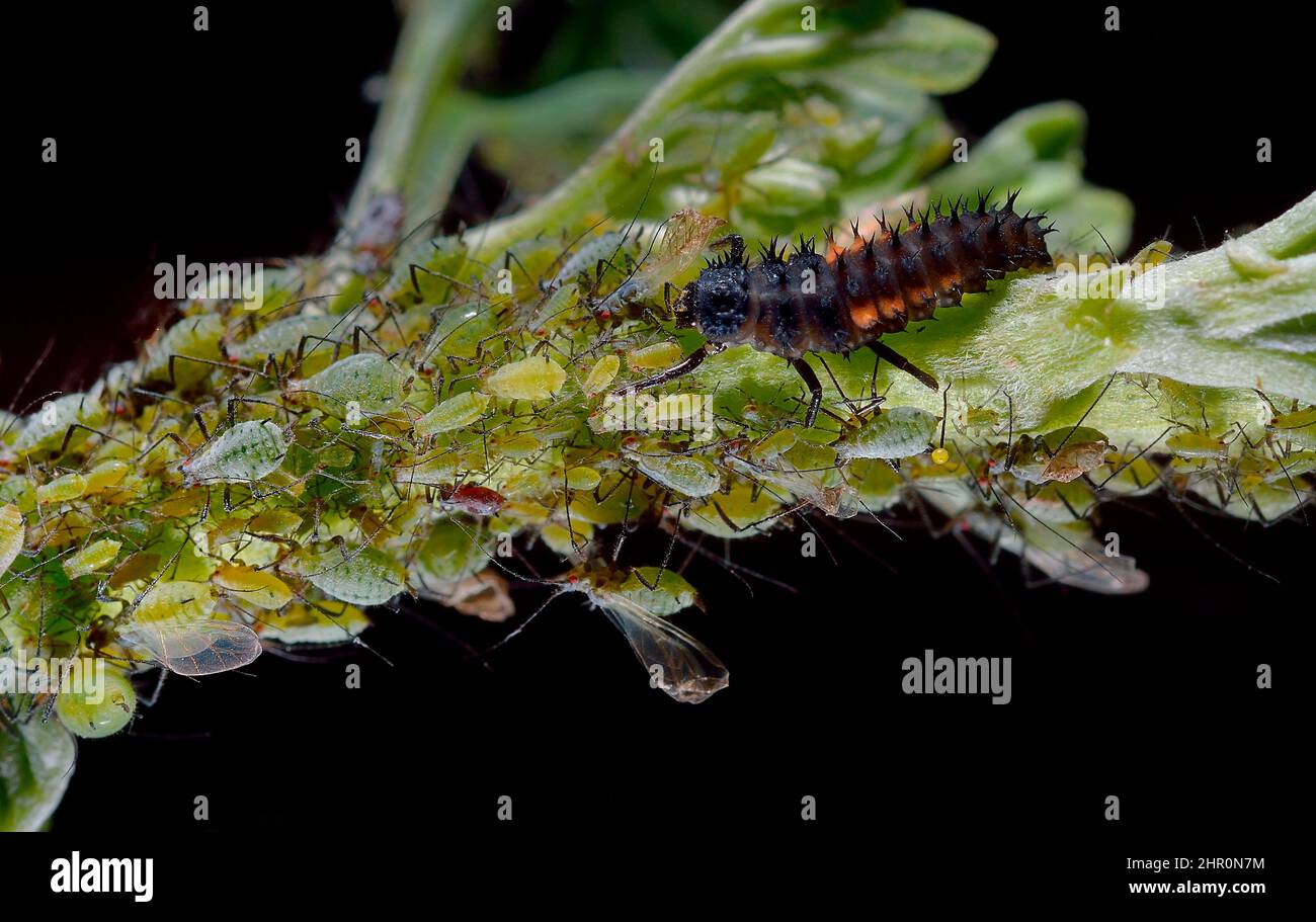 Coleoptera coccinellidae ladybug hi-res stock photography and images ...