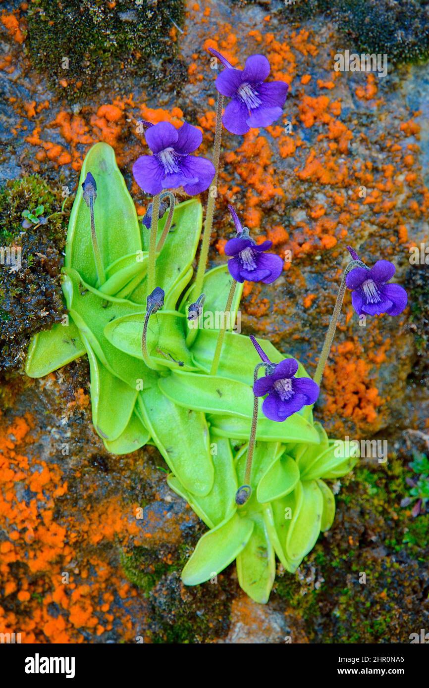 Common Butterwort (Pinguicula vulgaris). Habitat: marshes, springs and ...