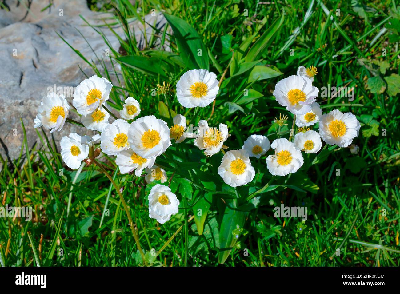 Amplexicaulis buttercup (Ranunculus amplexicaulis). Habitat : fresh ...