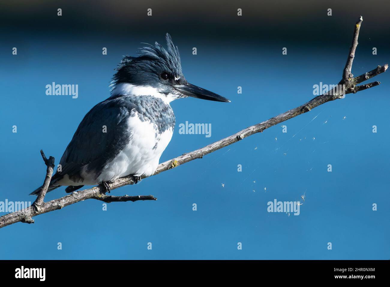 Male belted Kingfisher Stock Photo - Alamy