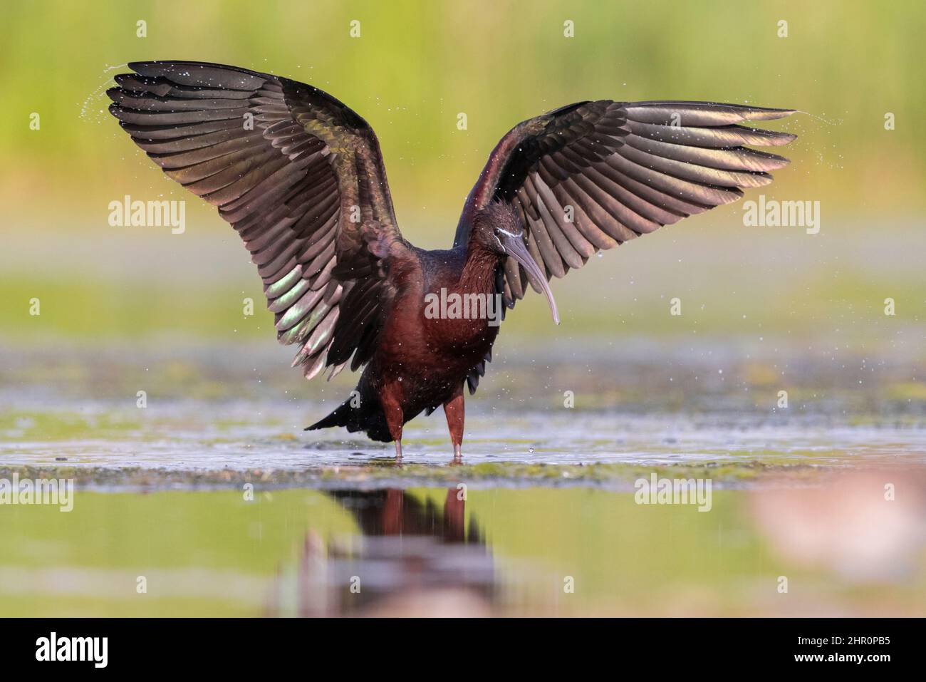 Glossy Ibis (Plegadis falcinellus), front view of an adult spreading ...
