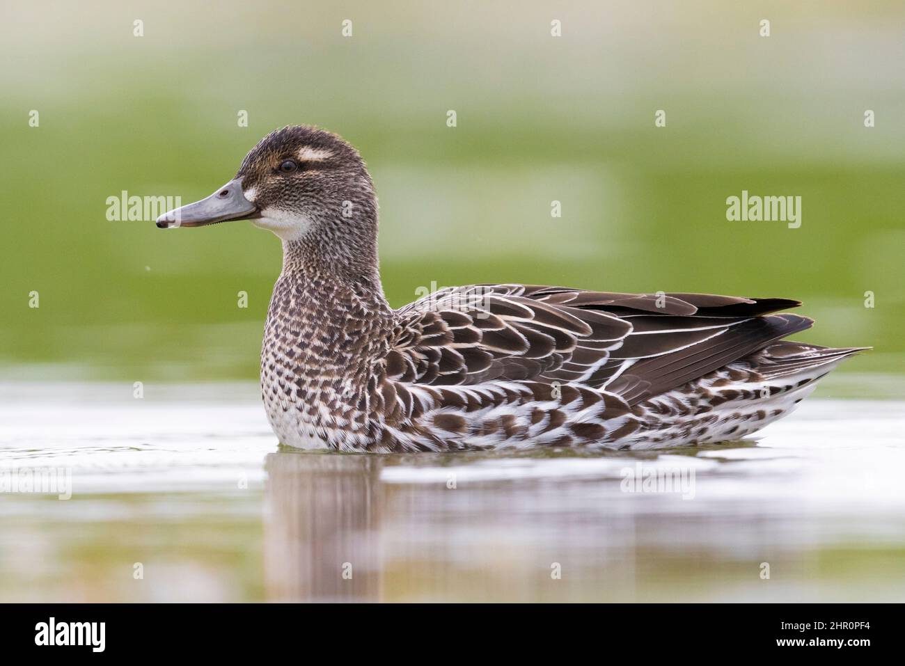 Garganey female duck hi-res stock photography and images - Alamy