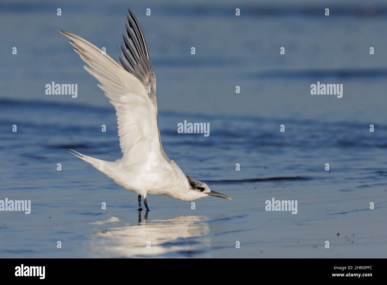 Sandwich Tern (Thalasseus sandvicensis), side view of an adult in ...