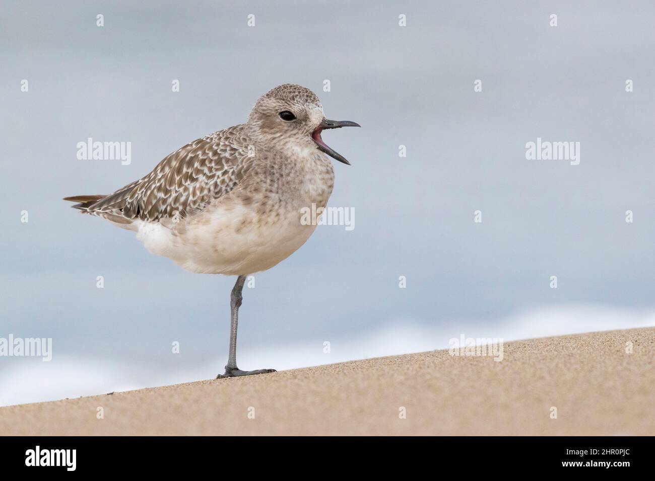 Grey Plover (Pluvialis squatarola), side view of an adult in winter ...