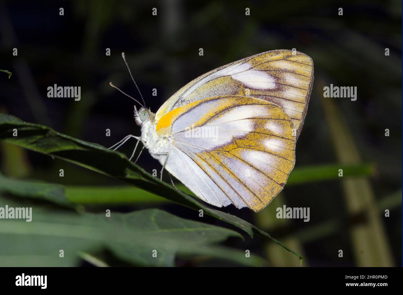 Female Striped Albatross Butterfly (Appias libythea), Pering, Gianyar ...
