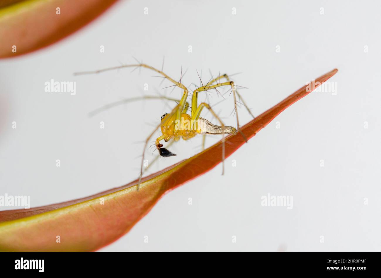 Mature male Lynx Spider (Oxyopes sp) on leaf with pedipalp used to ...