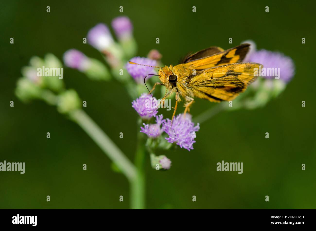 Large Dart (Potanthus serina) with proboscis on Goatweed flower ...