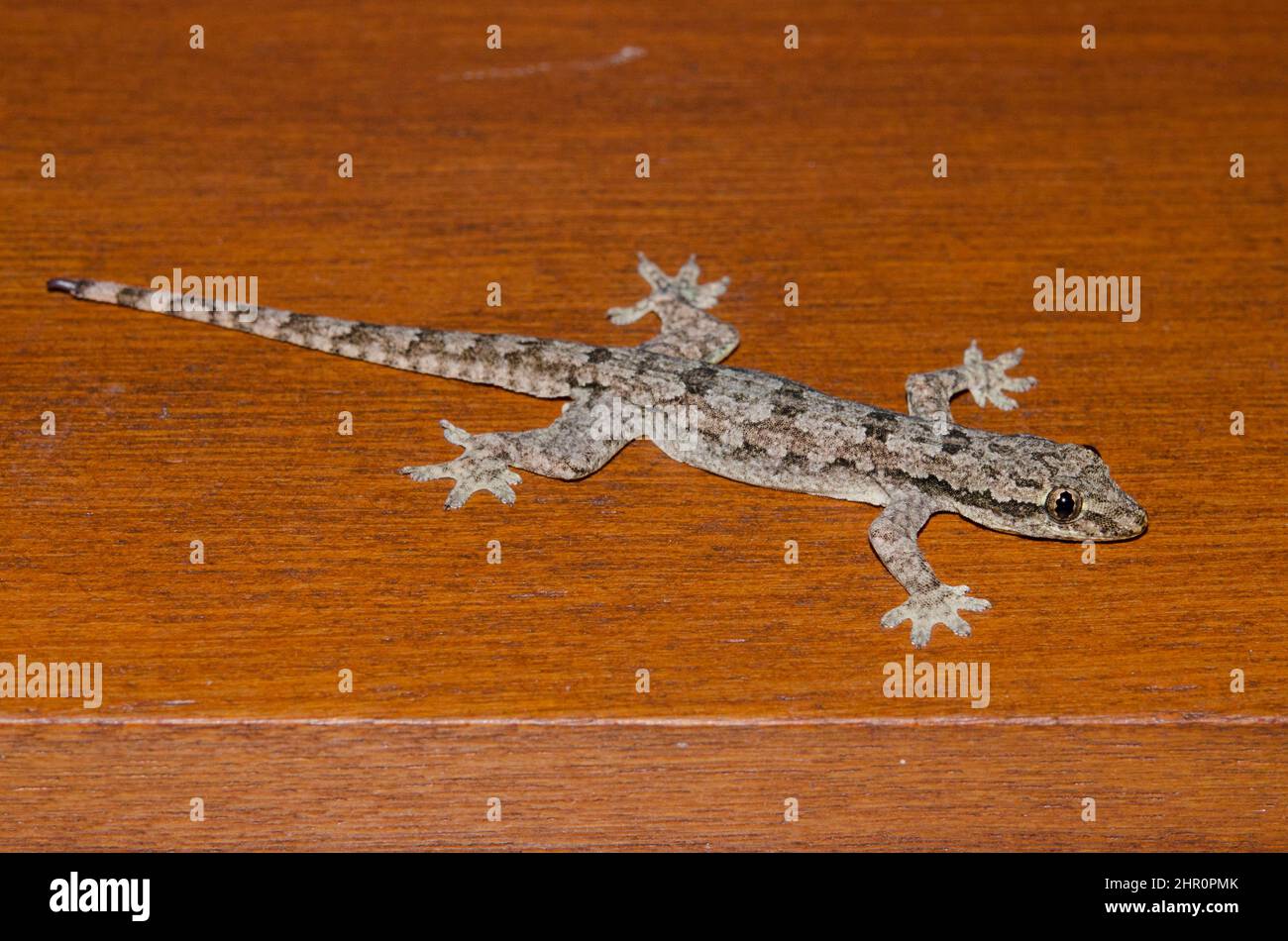 Flat-tailed House Gecko (Hemidactylus platyurus), Pering, Gianyar, Bali ...