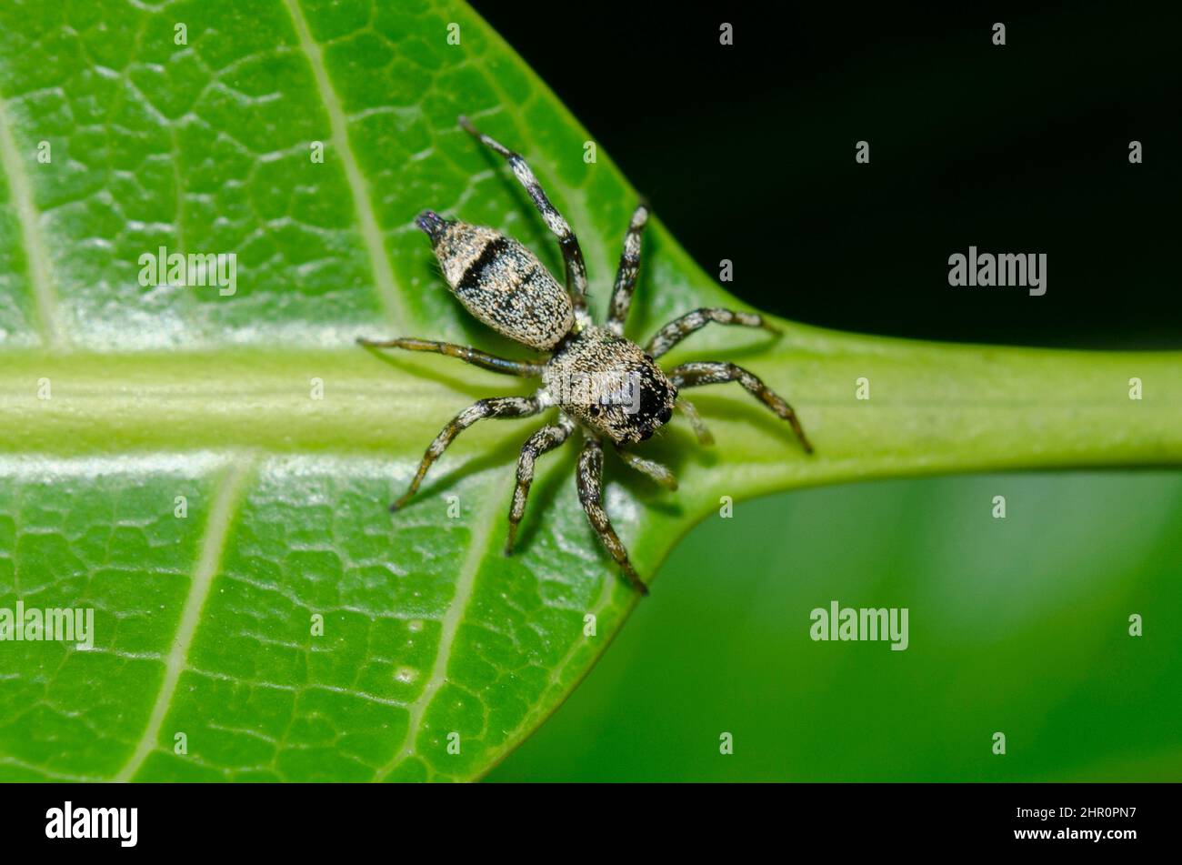 Female Jumping Spider (Cosmophasis umbratica), Pering, Gianyar, Bali ...