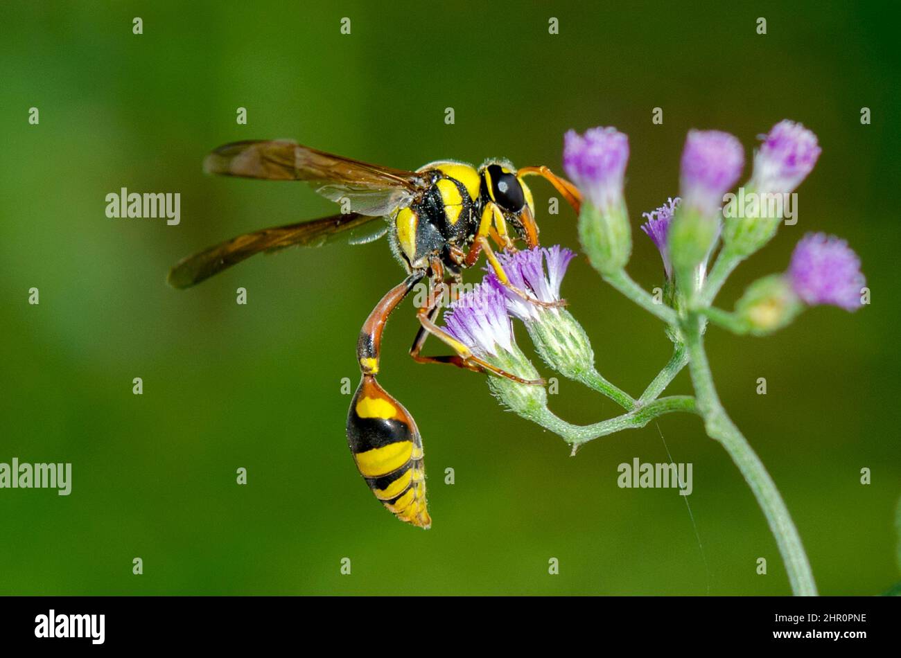 Campaniforme hi-res stock photography and images - Alamy