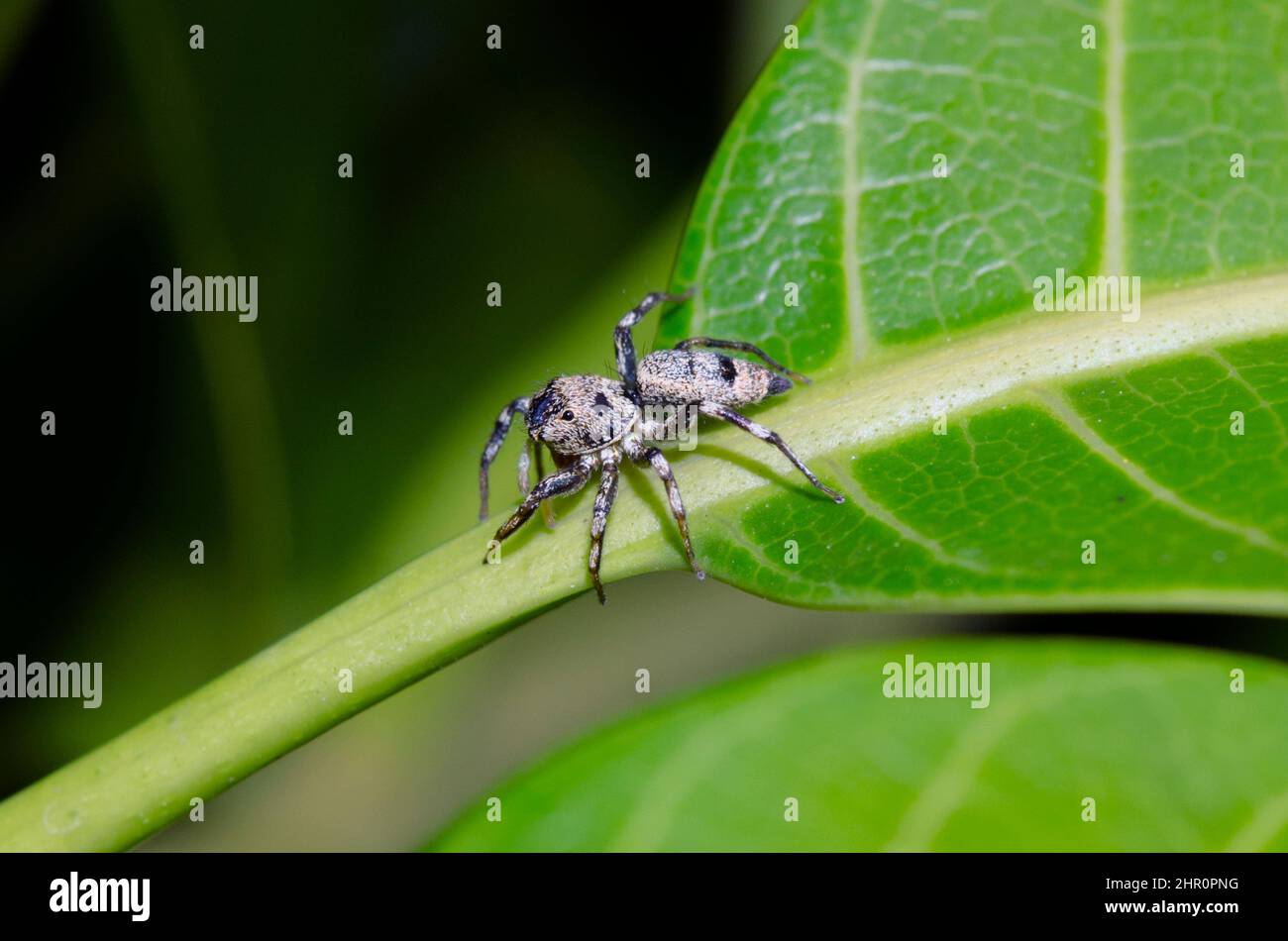 Female Jumping Spider (Cosmophasis umbratica), Pering, Gianyar, Bali ...