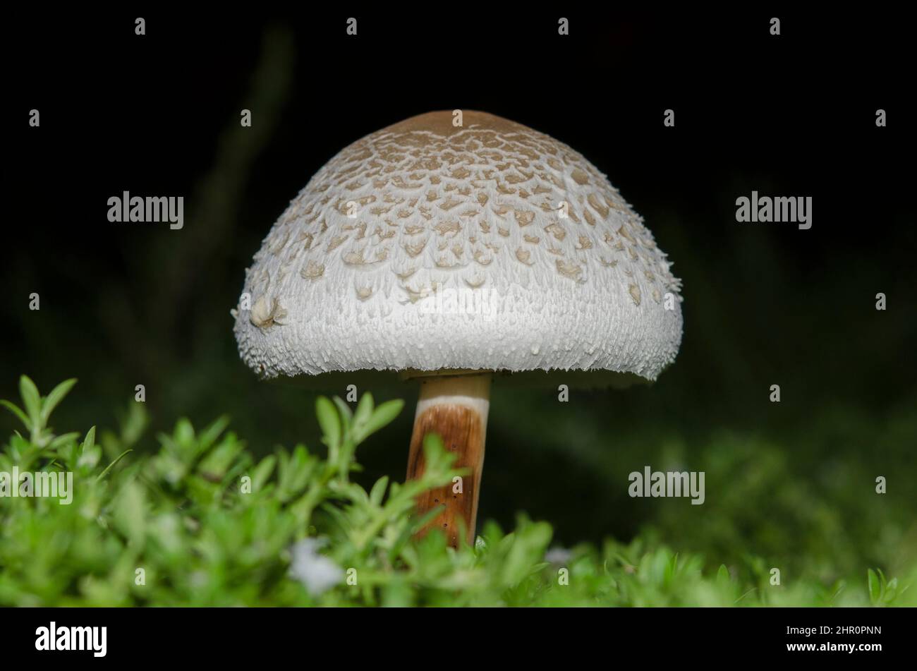 Poisonous False Parasol Mushroom (Chlorophyllum Molybdites). Pering ...