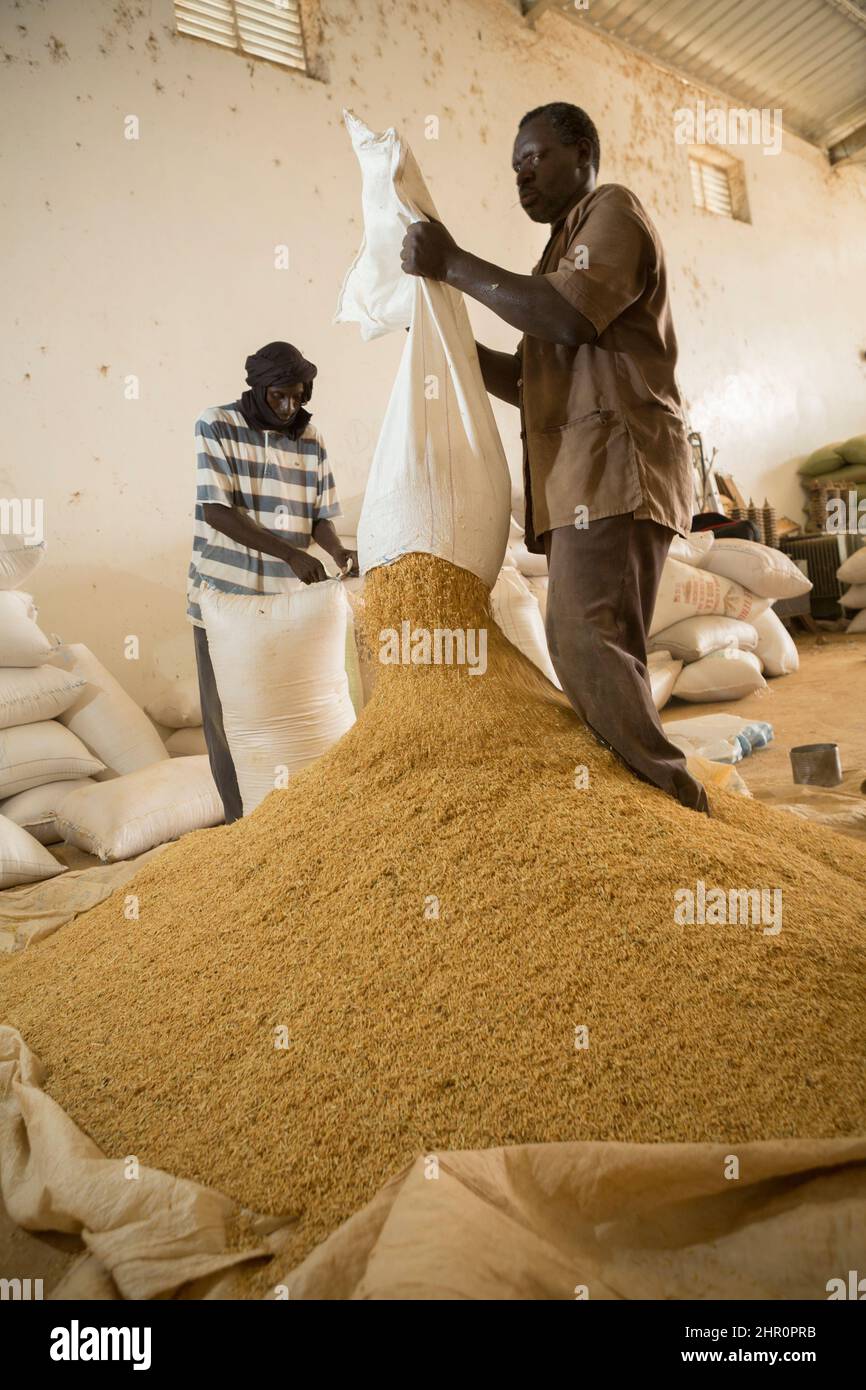Farmers sort freshly harvested rice grain in a cooperative warehouse in ...