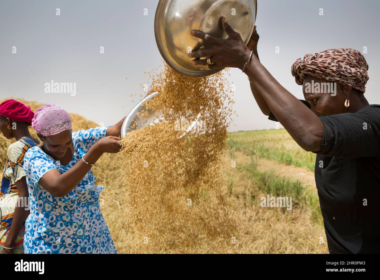 Women work together to thresh and winnow freshly-harvested rice stalks ...