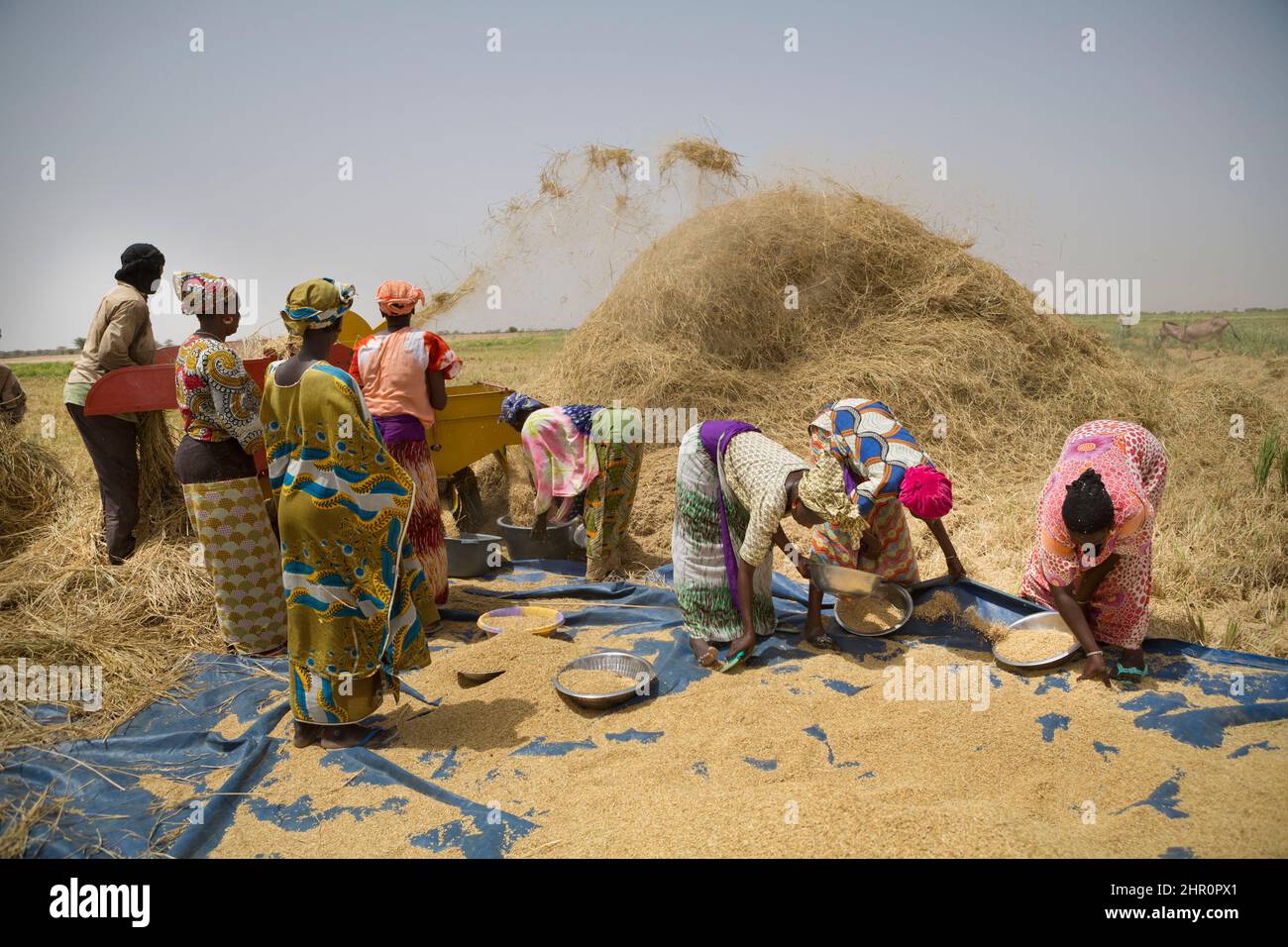 Senegalese dish hi-res stock photography and images - Alamy