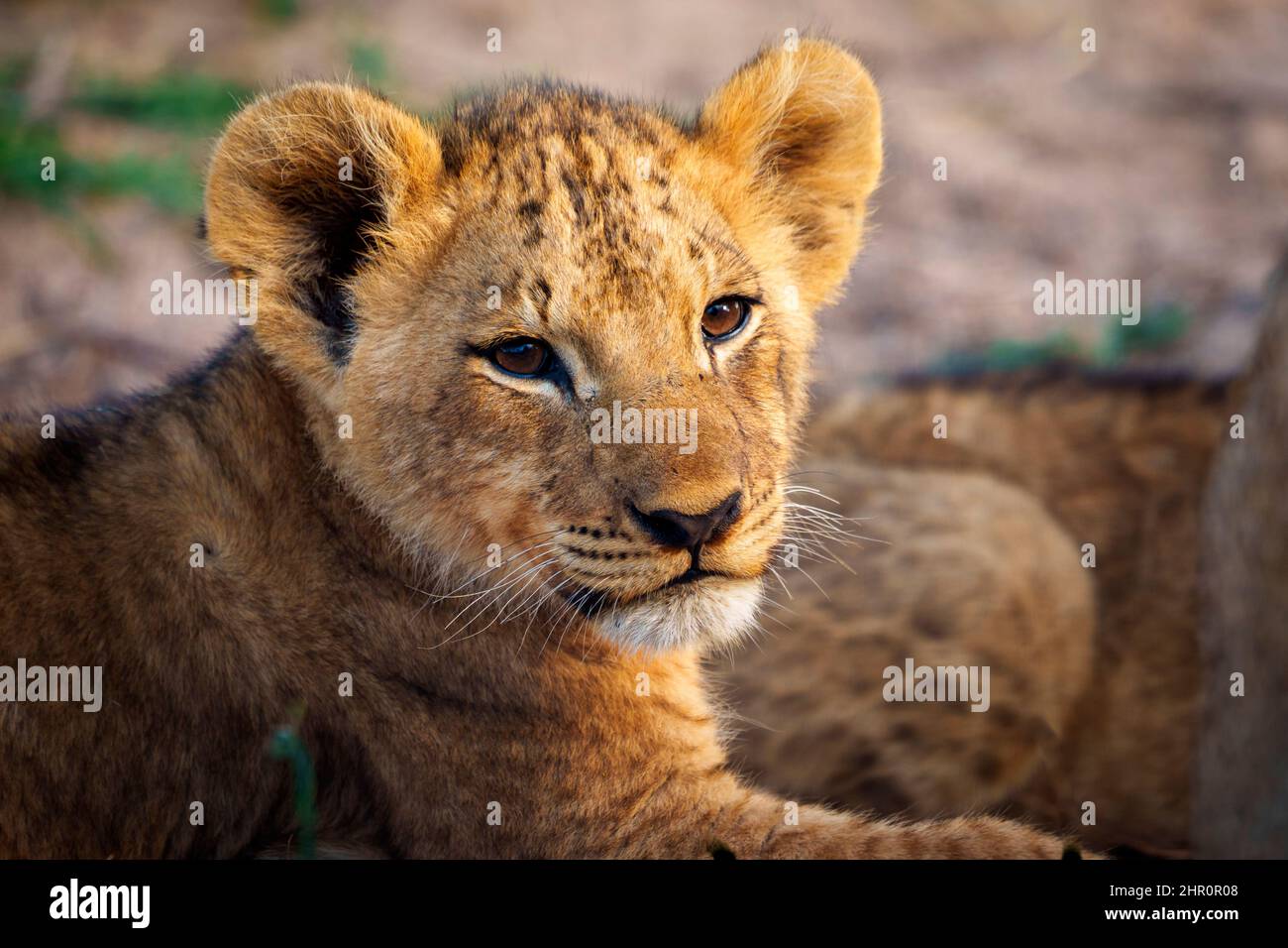 Lion (Panthera leo) cub. Mpumalanga. South Africa Stock Photo - Alamy
