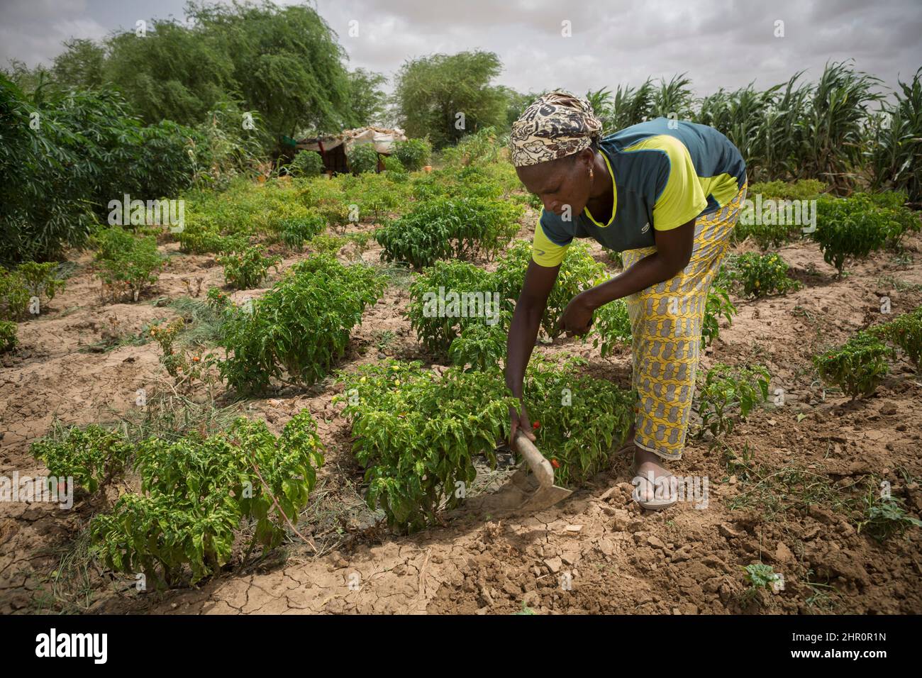 A woman hoes around chili pepper plants on her small farm in the ...