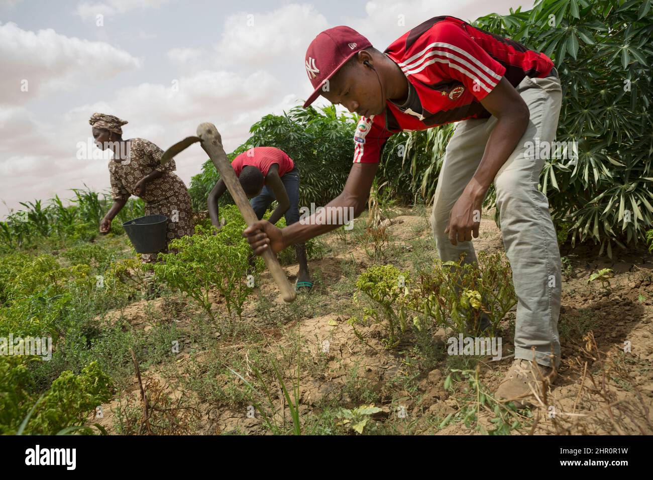A group of farmers work together in their vegetable field in the ...