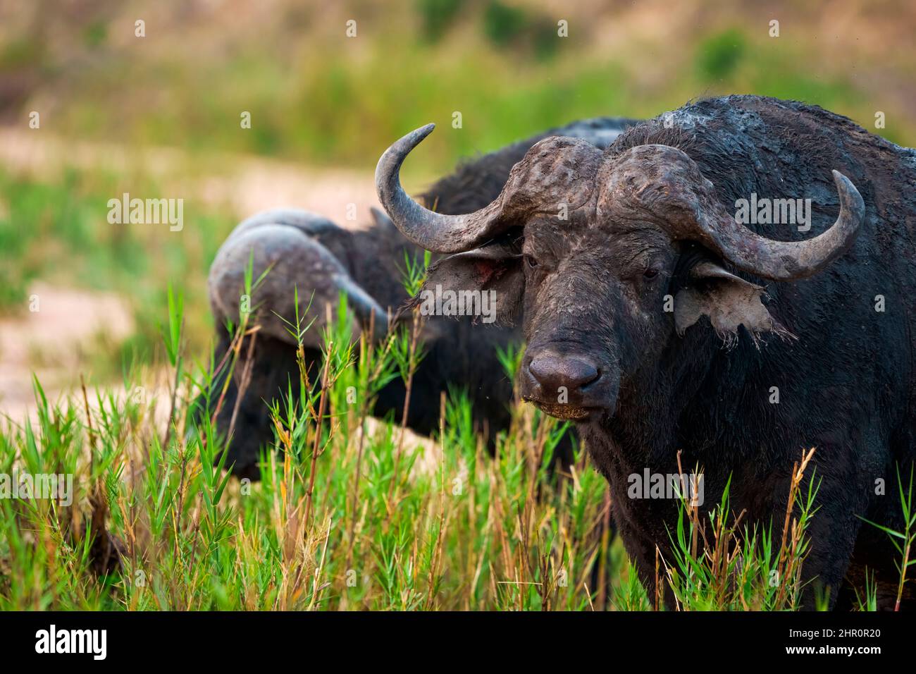 Cape buffalo or African buffalo (Syncerus caffer caffer). Mpumalanga ...