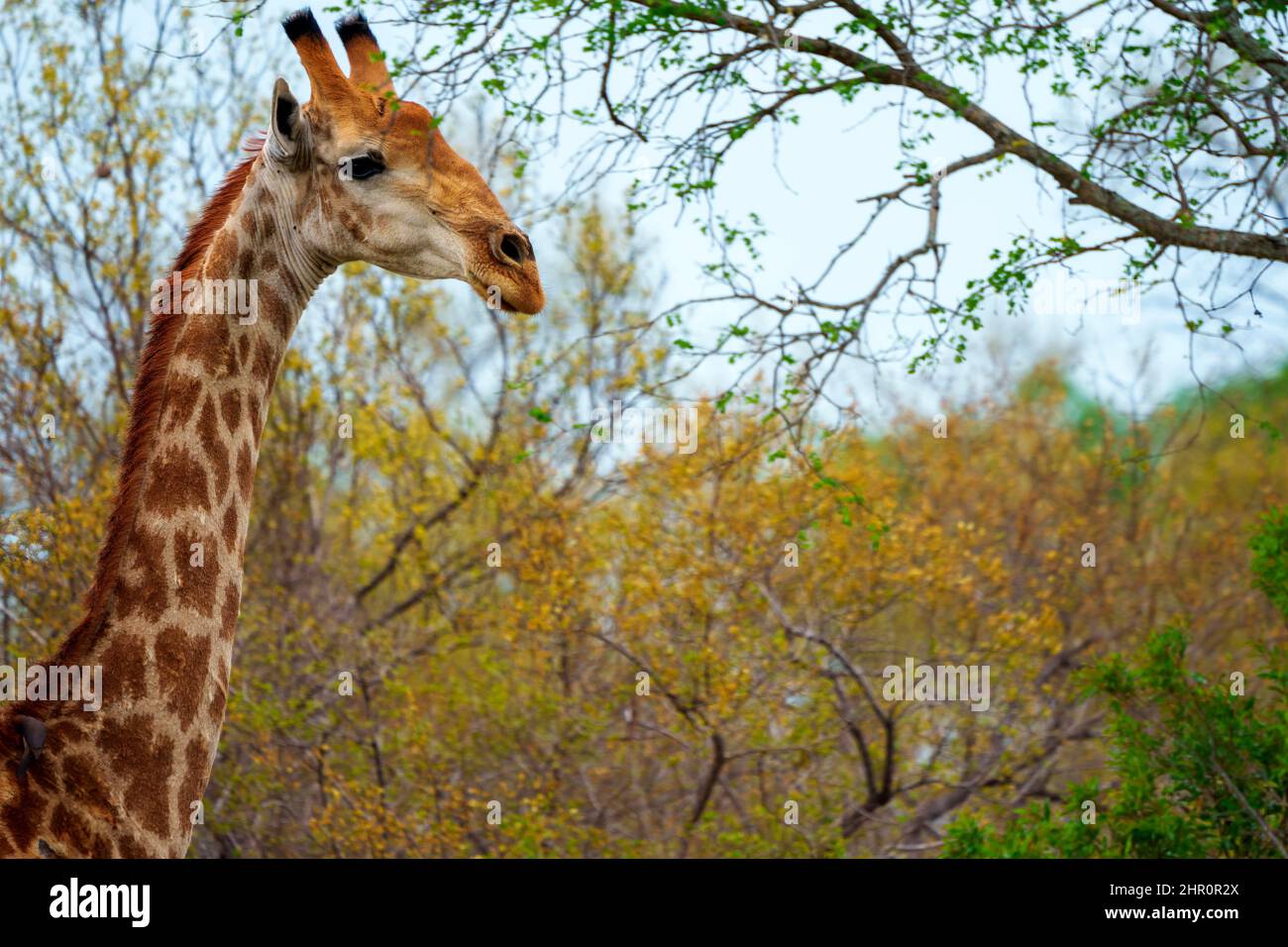 South African giraffe or Cape giraffe (Giraffa camelopardalis giraffa ...