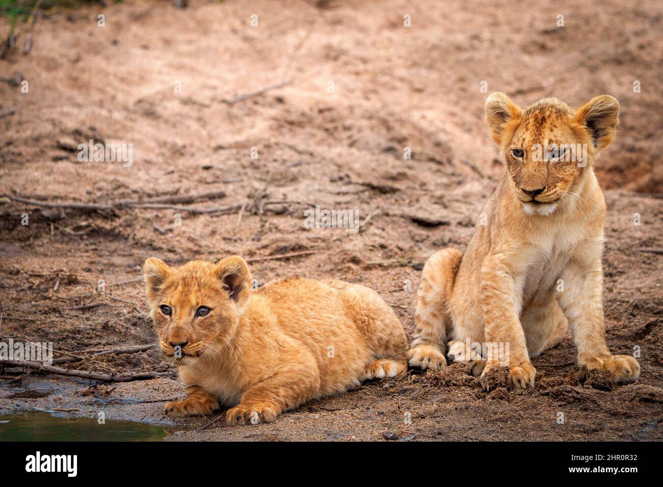 Lion (Panthera leo) cubs. Mpumalanga. South Africa Stock Photo - Alamy