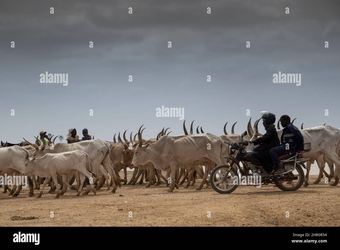 Traffic jam in the Senegal River Delta, West Africa Stock Photo - Alamy