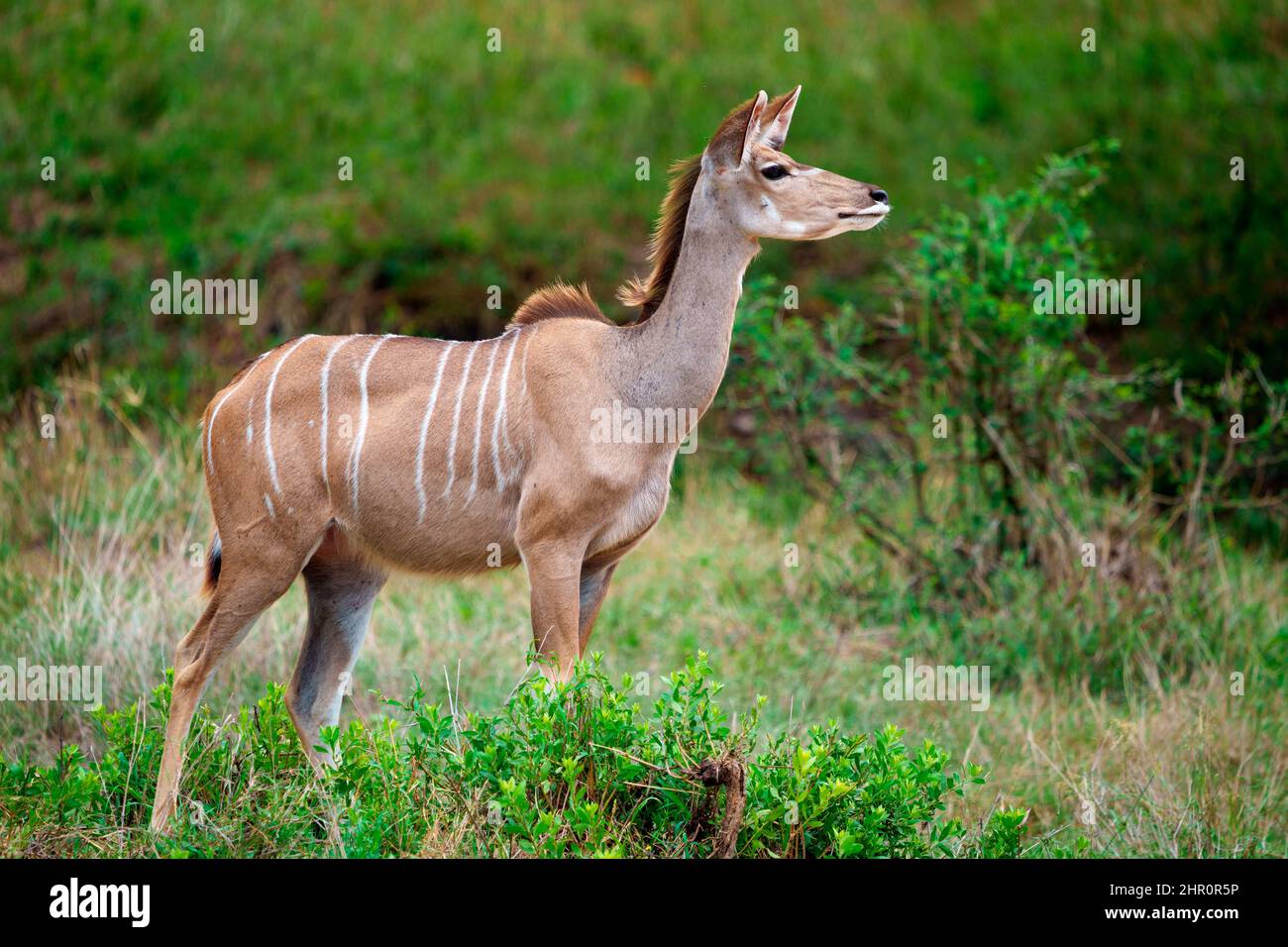Greater kudu or kodoo (Tragelaphus strepsiceros) female. Mpumalanga ...