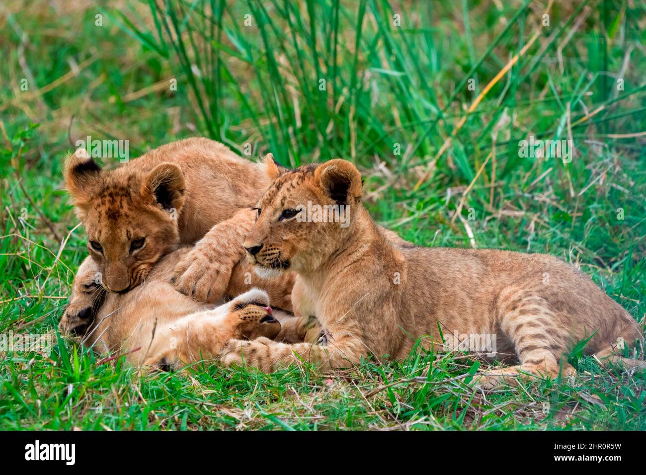 Lion (Panthera leo) cubs playing. Mpumalanga. South Africa Stock Photo ...