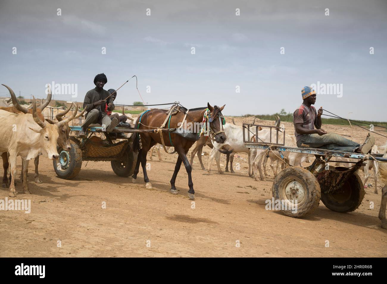 A horse and cart travels down a dirt road in the Senegal River valley ...