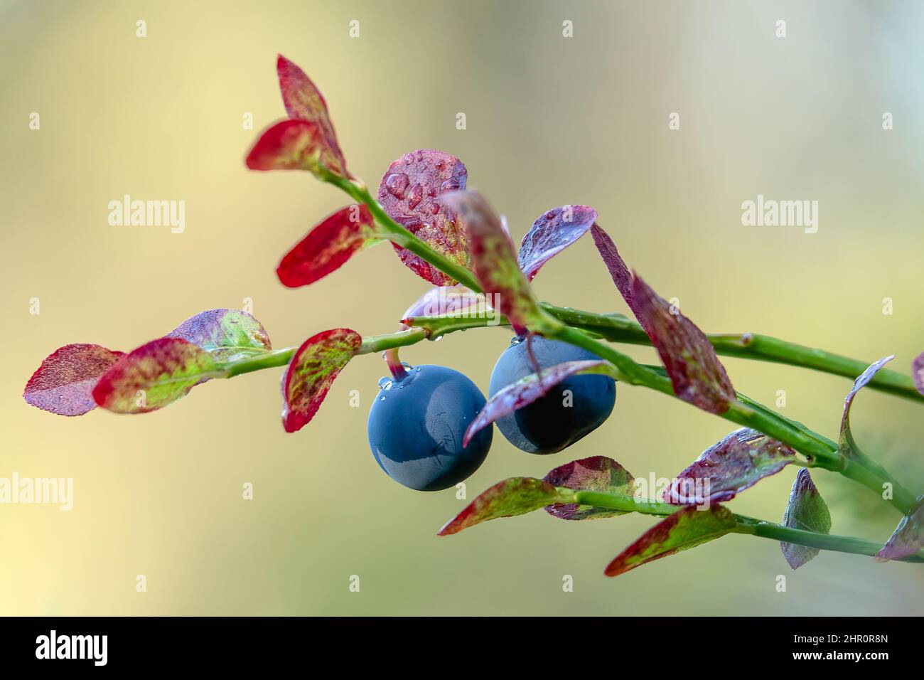 Bilberry blueberry hi-res stock photography and images - Alamy
