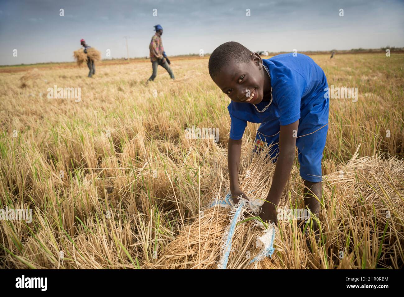 A child works to glean a field by removing and stacking the hay left ...