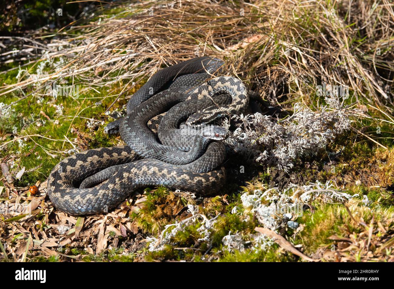Crossed adder hi-res stock photography and images - Alamy