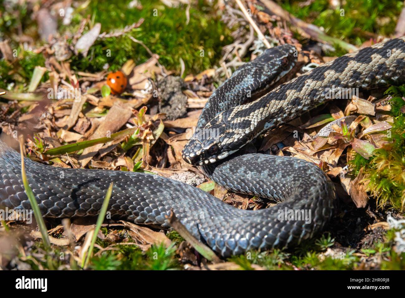 Crossed adder hi-res stock photography and images - Alamy