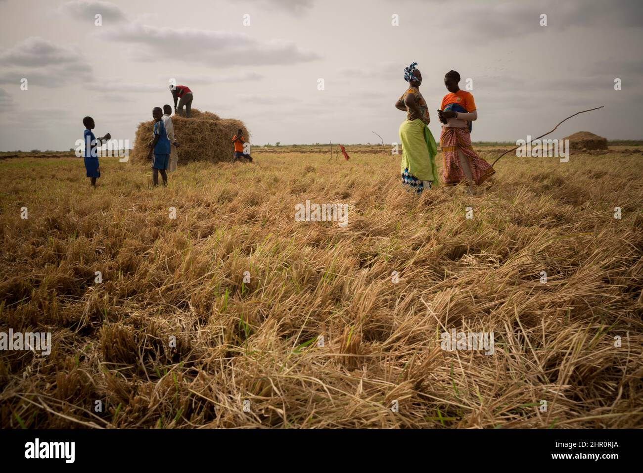 Farmers glean their fields by removing and stacking the hay left over ...