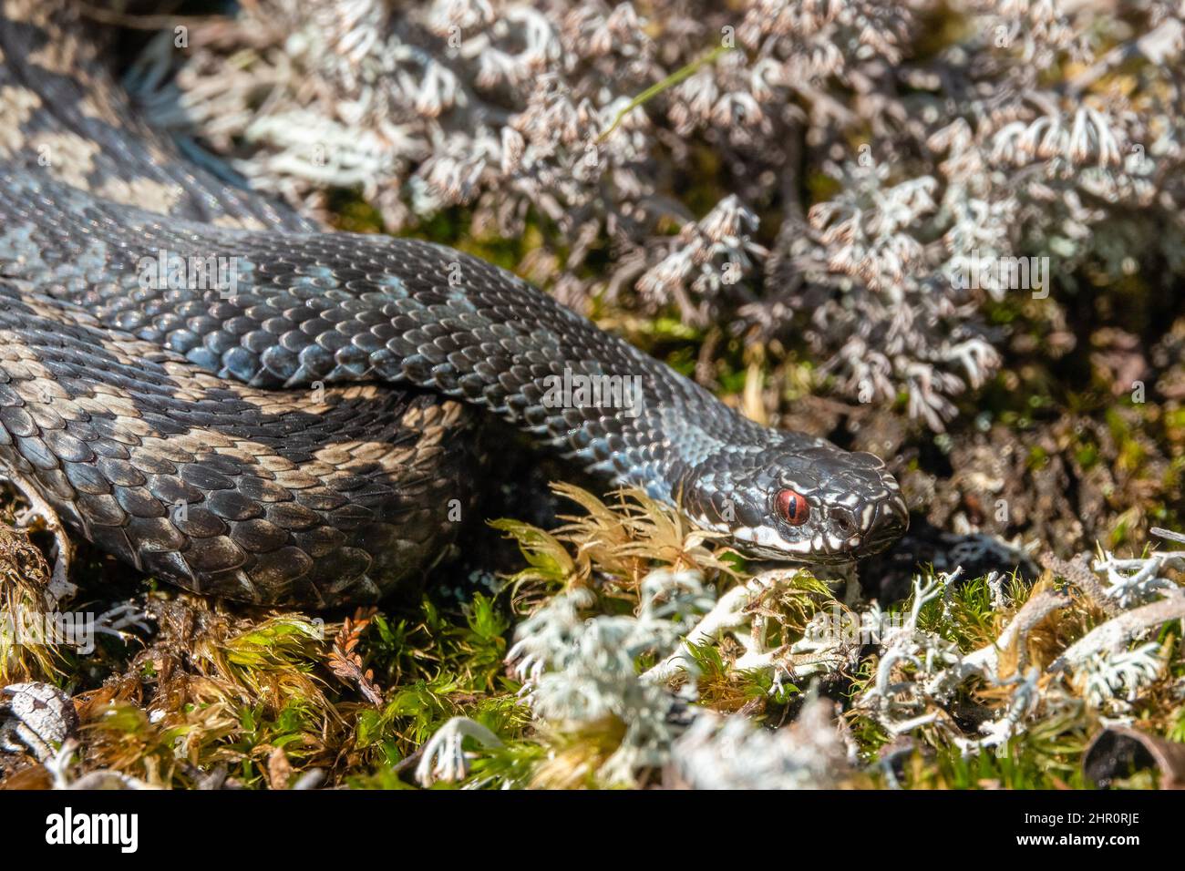 Crossed adder hi-res stock photography and images - Alamy