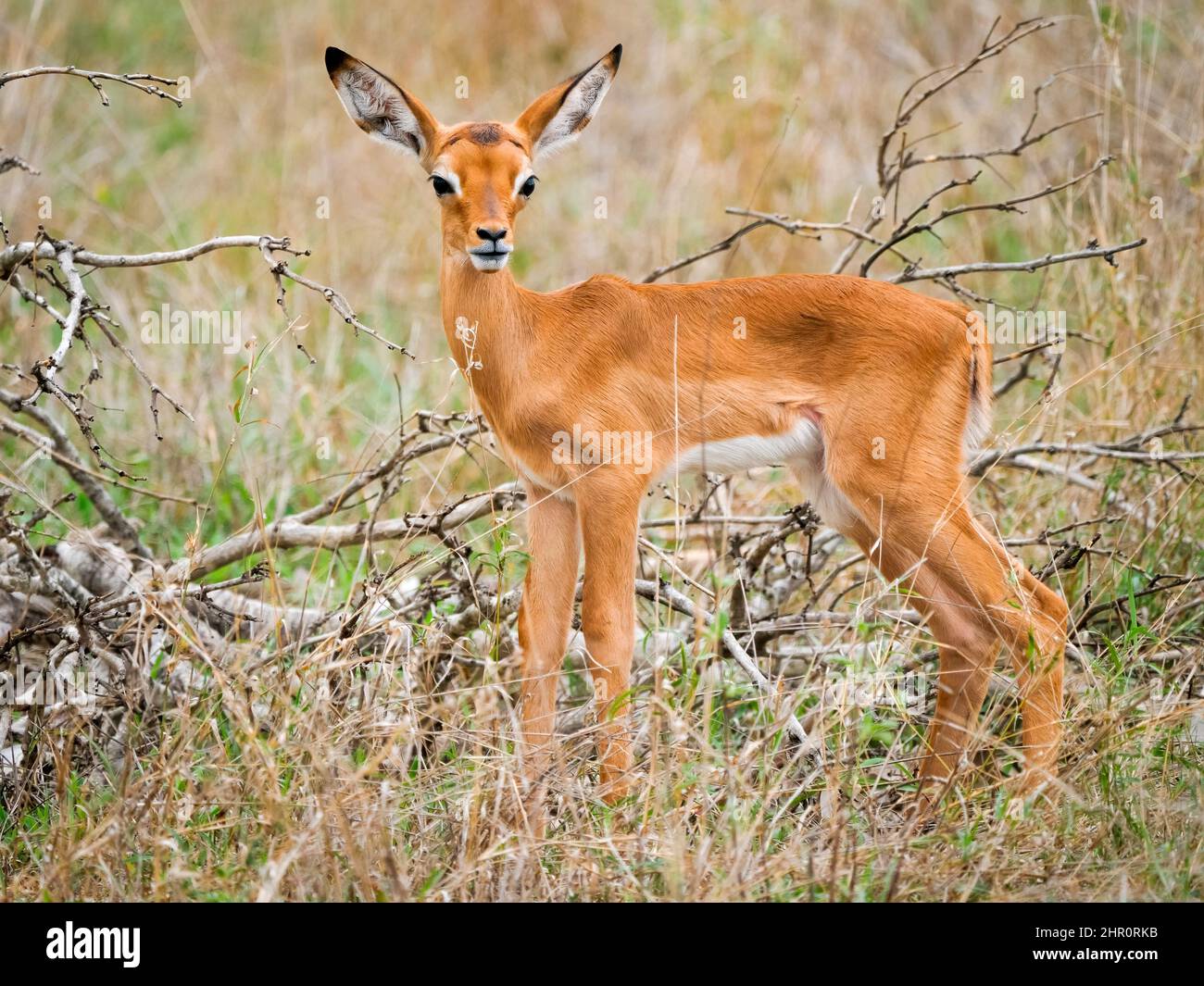Impala (Aepyceros melampus) lamb (fawn). Mpumalanga. South Africa Stock ...