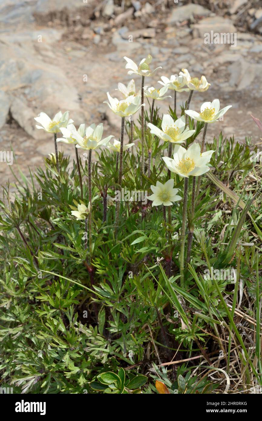 Cutleaf anemone anemone multifida hi-res stock photography and images ...