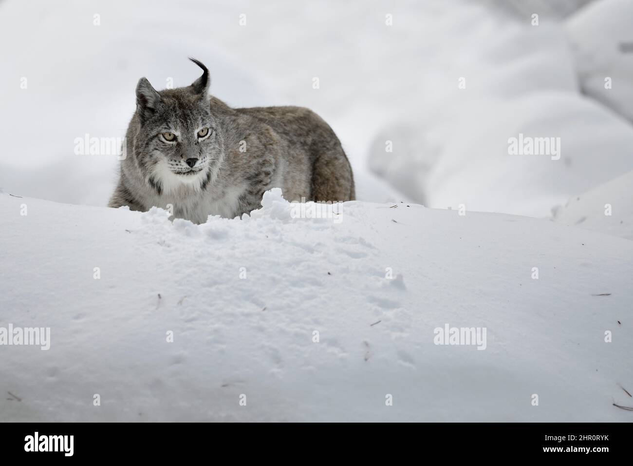 Eurasian lynx (Lynx lynx) walking in the snow, Pyrenees, France Stock ...