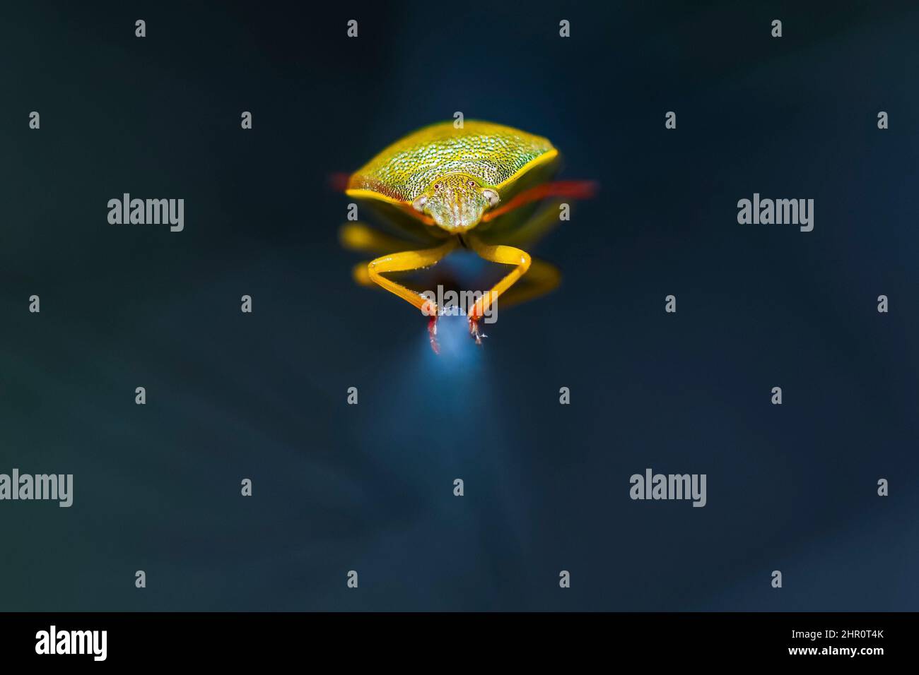 Green bug on blue background, Ardeche, France Stock Photo - Alamy