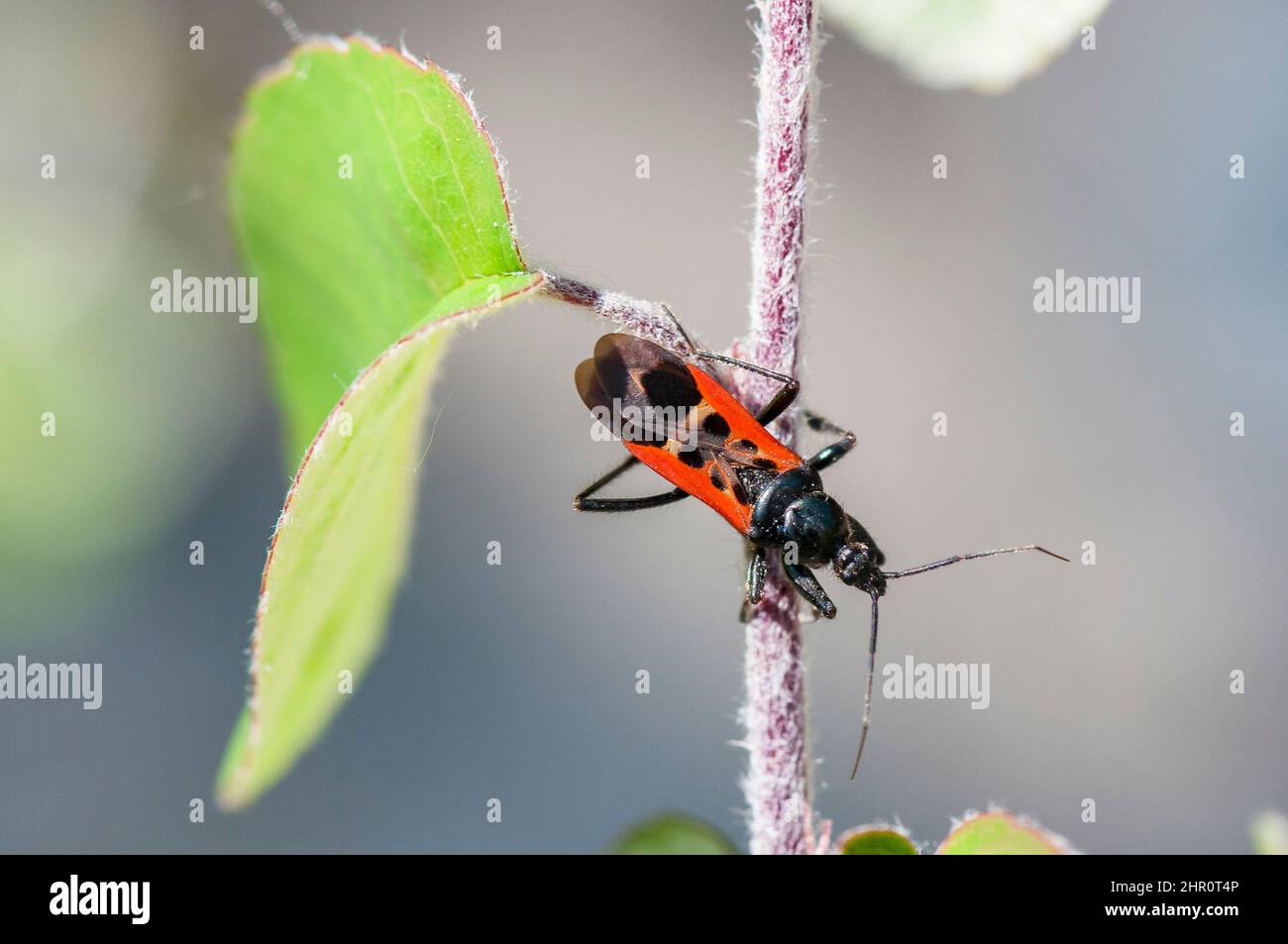 Corsair bug (Peirates stridulus) on a stem, Ardeche, France Stock Photo ...