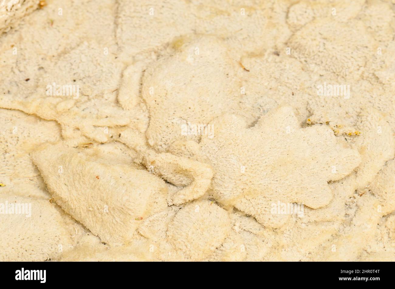 Limestone concretion on oak leaf in water, Ardeche, France Stock Photo ...
