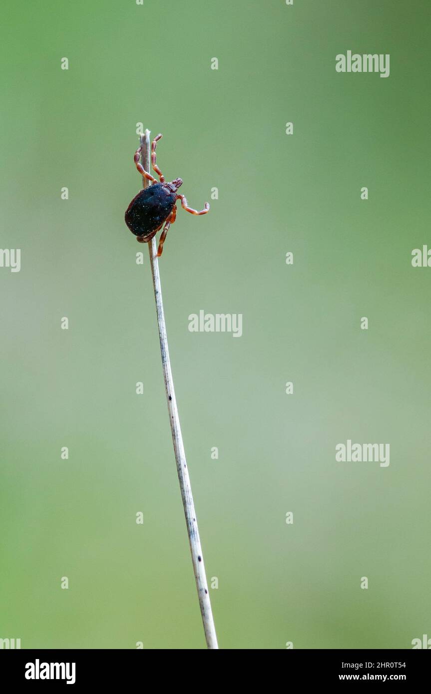 Mediterranean Hyalomma tick (Hyalomma marginatum), invasive species in ...