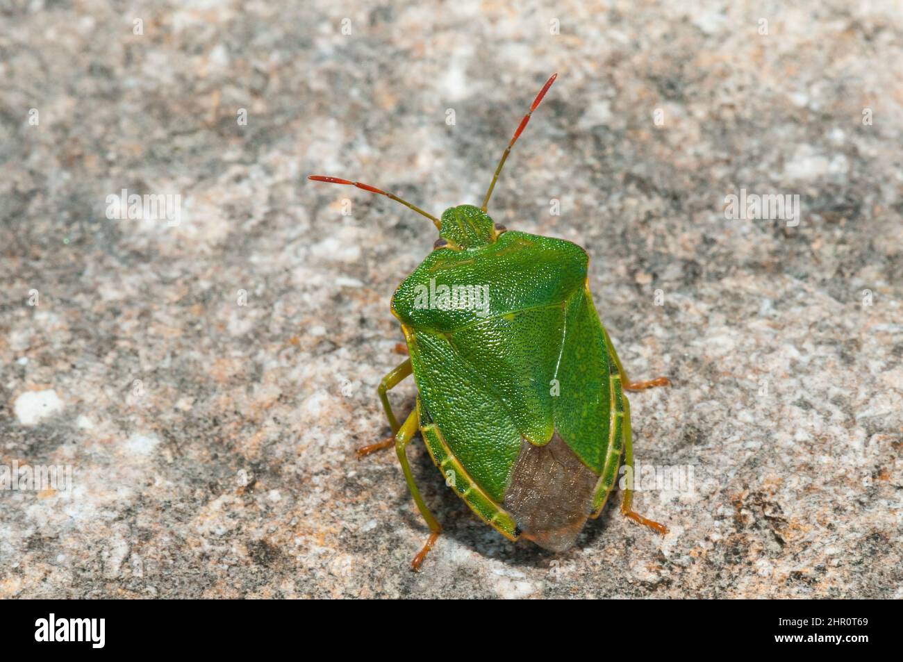 Green shield bug (Palomena prasina) on rock, Ardeche, France Stock ...