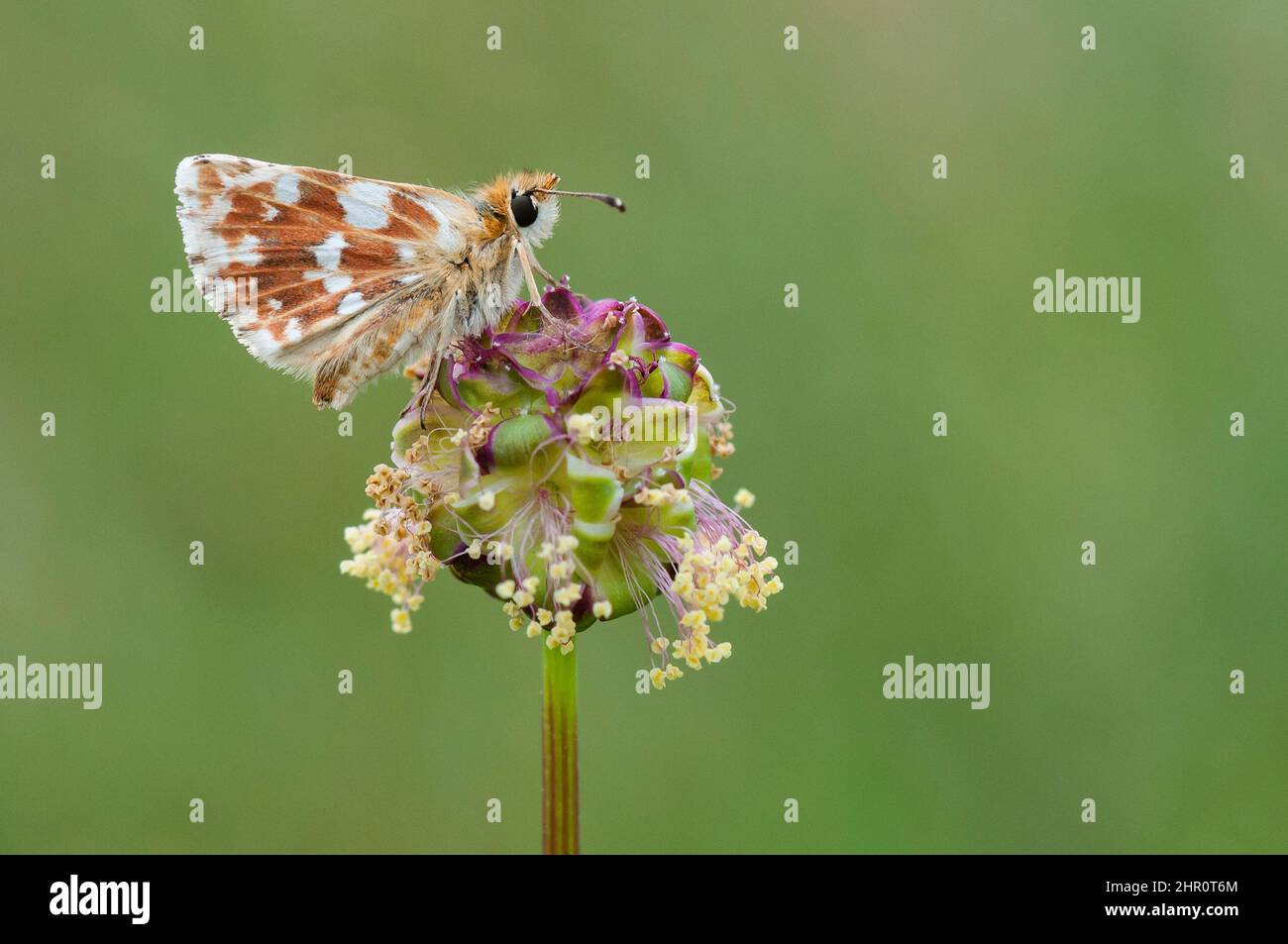 Red Underwing Skipper (Spialia sertorius) on flower, Ardeche, France ...